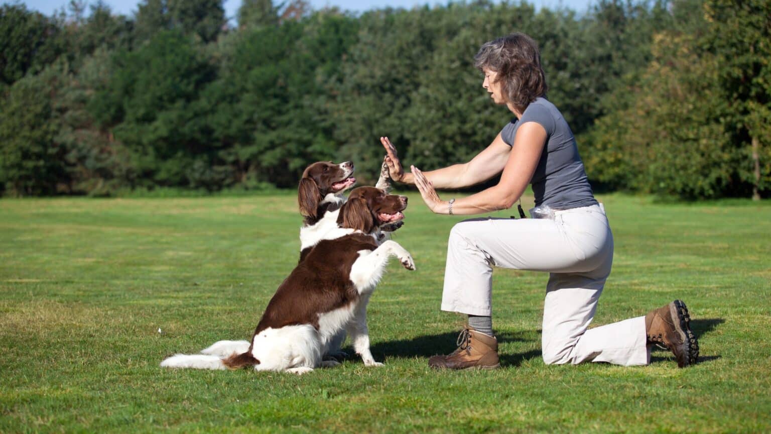 The Effectiveness Of Board And Train K9 Mania Dog Training The Effectiveness Of Board And Train K9 Mania Dog Training
