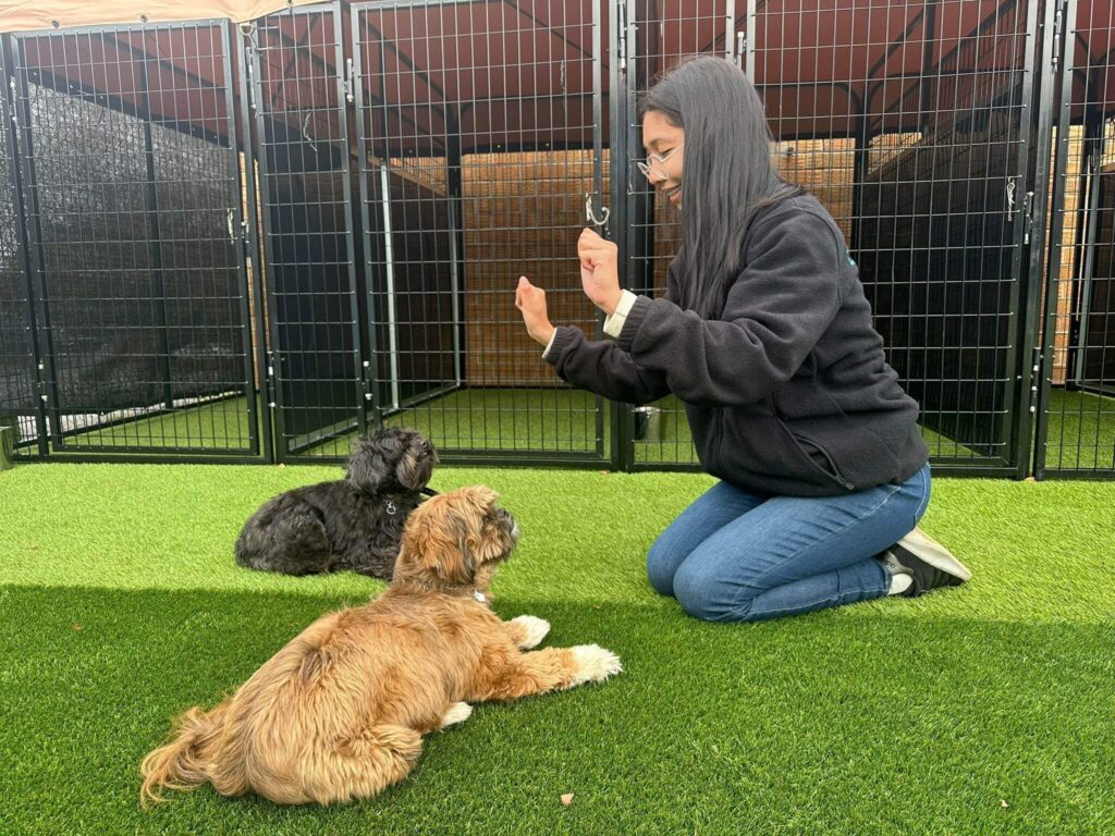 Puppy Training Long Island K9 Mania Dog Training Puppy Training Long Island K9 Mania Dog Training