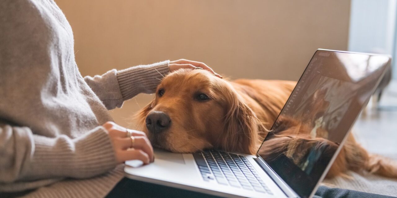 Signs Of A Poorly Socialized Dog - K9 Mania Dog Training