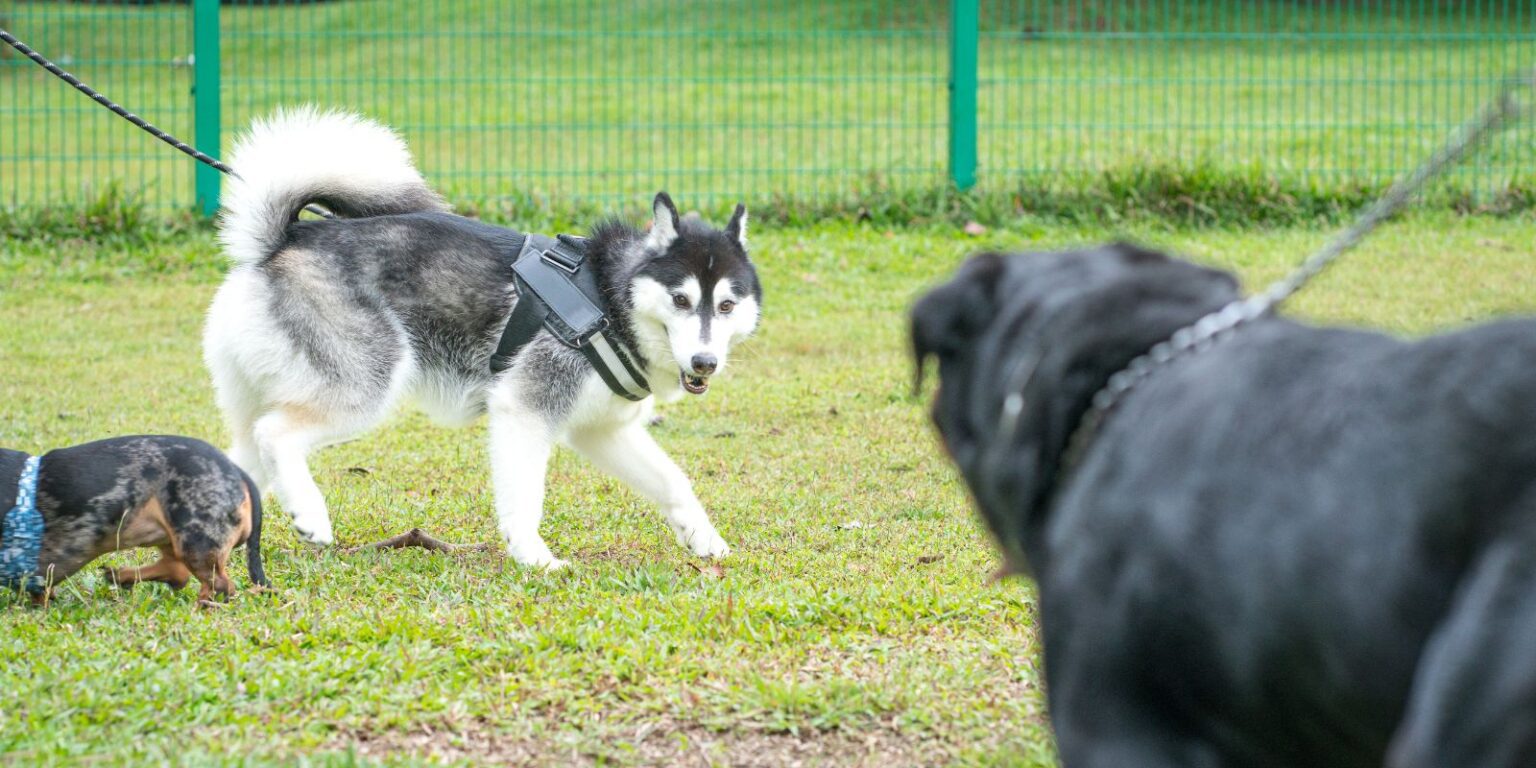 Signs Of A Poorly Socialized Dog - K9 Mania Dog Training